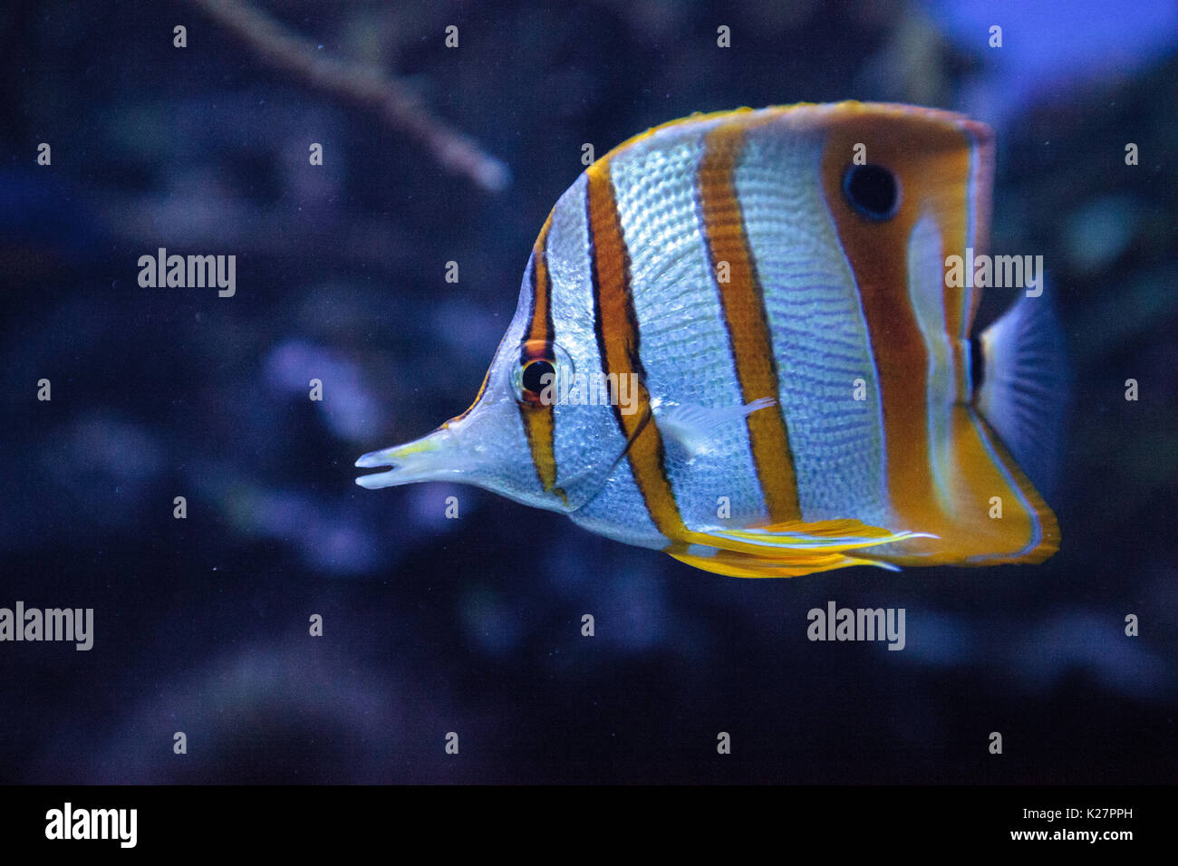 Copper-banded butterflyfish, Chelmon rostratus, picks at the corals on ...