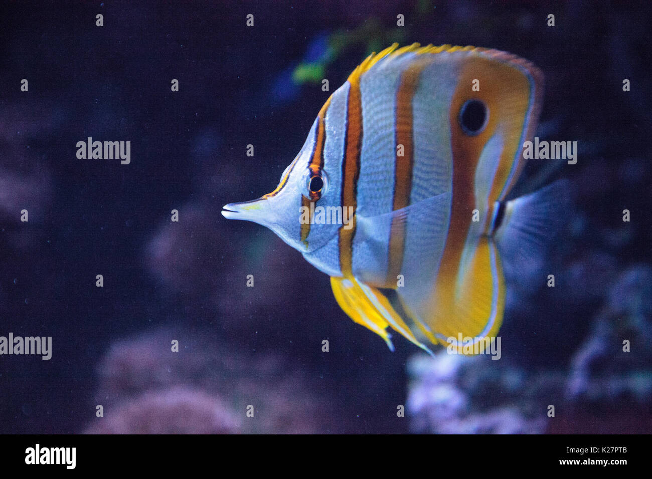 Copper-banded butterflyfish, Chelmon rostratus, picks at the corals on ...