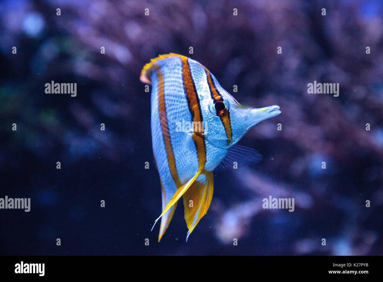 Copper-banded butterflyfish, Chelmon rostratus, picks at the corals on ...