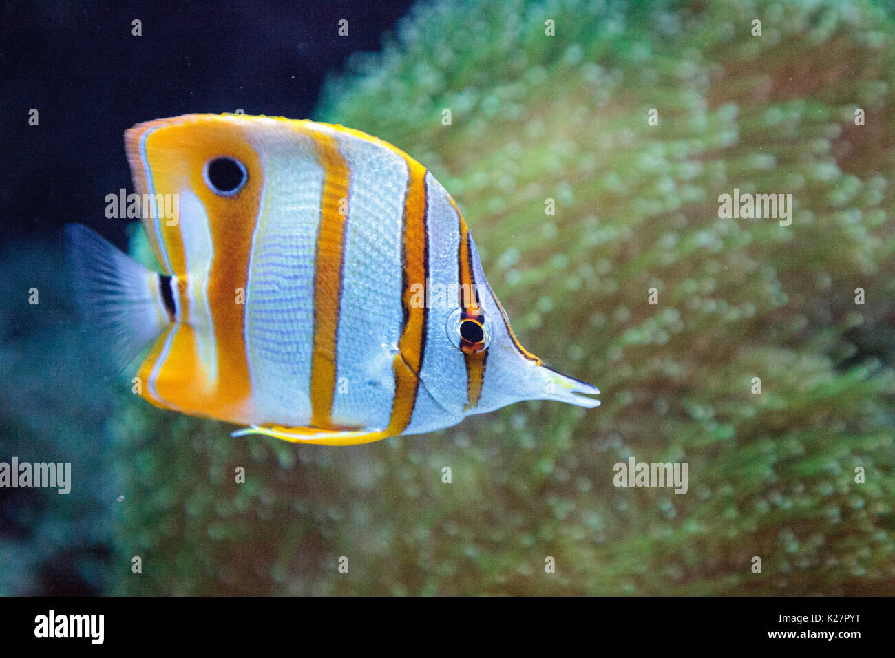 Copper-banded butterflyfish, Chelmon rostratus, picks at the corals on ...