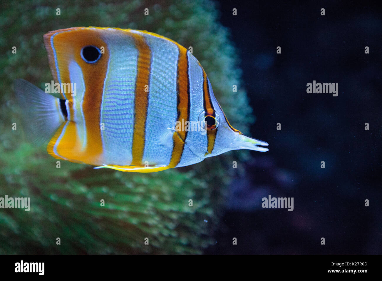 Copper-banded butterflyfish, Chelmon rostratus, picks at the corals on ...