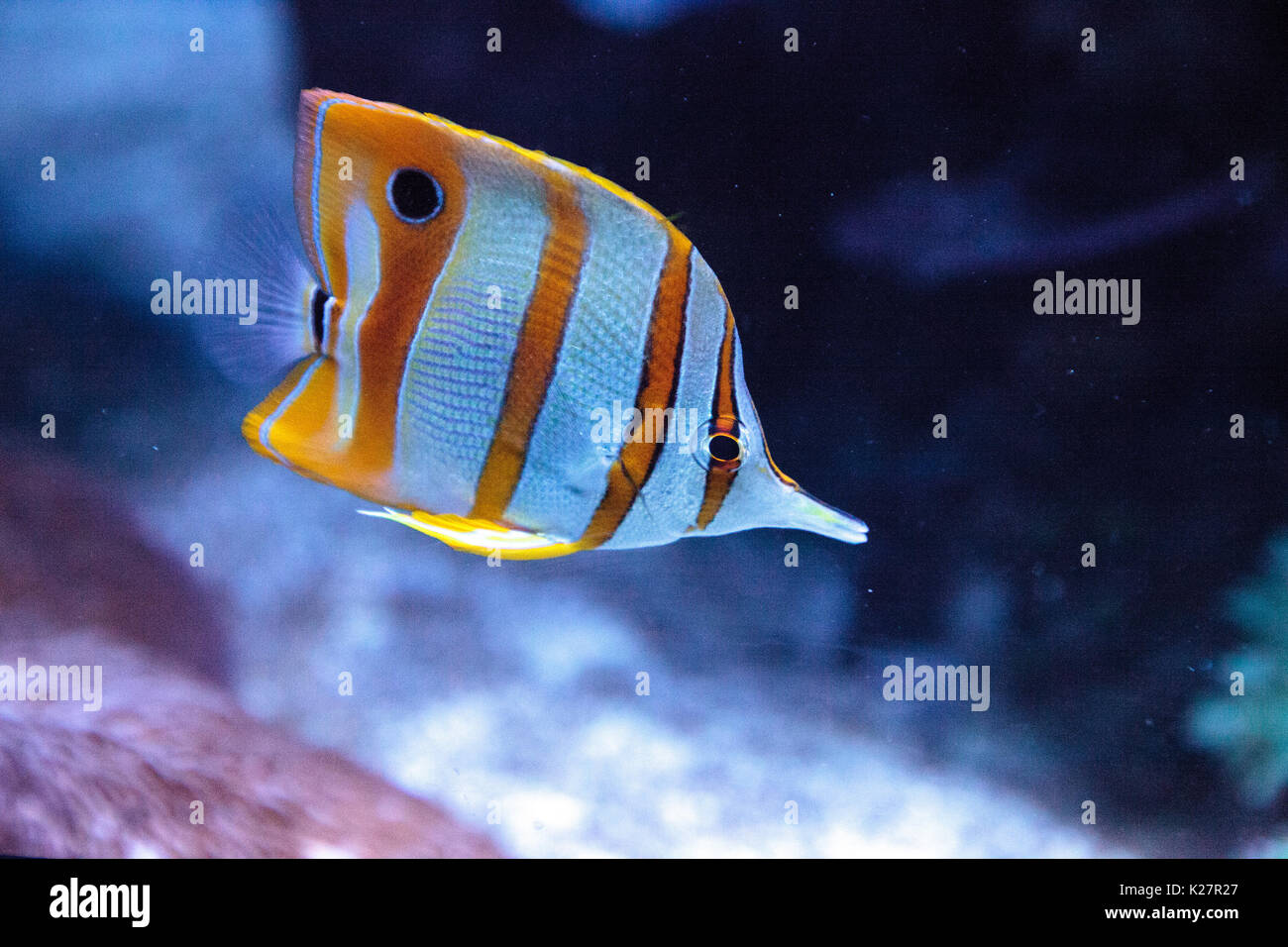 Copper-banded butterflyfish, Chelmon rostratus, picks at the corals on ...