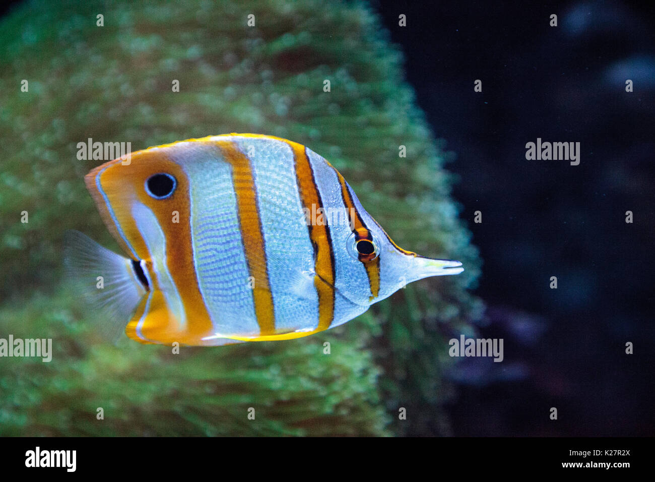 Copper-banded butterflyfish, Chelmon rostratus, picks at the corals on ...