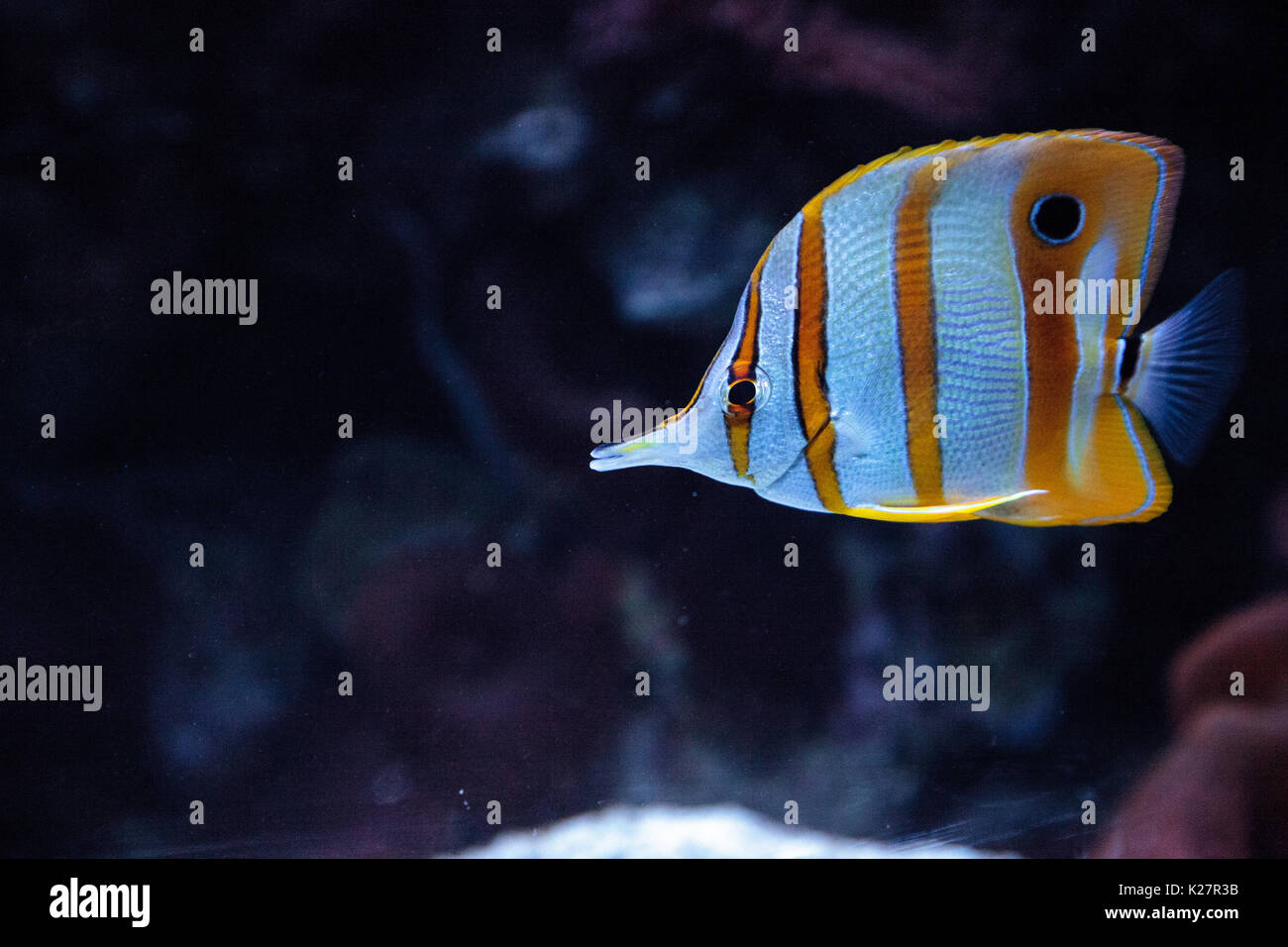Copper-banded butterflyfish, Chelmon rostratus, picks at the corals on ...