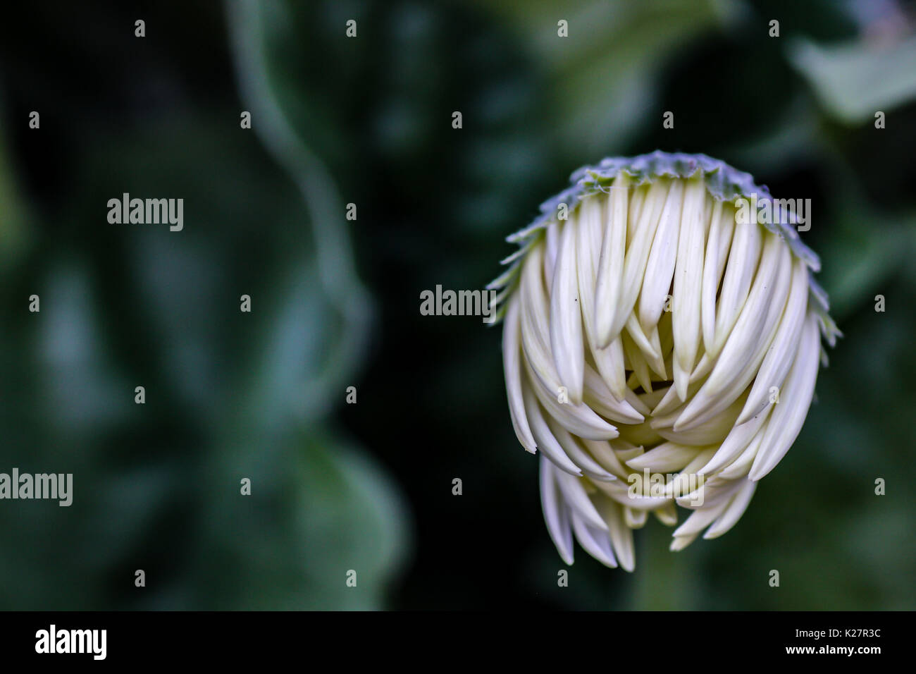White flower starting to bloom Stock Photo - Alamy