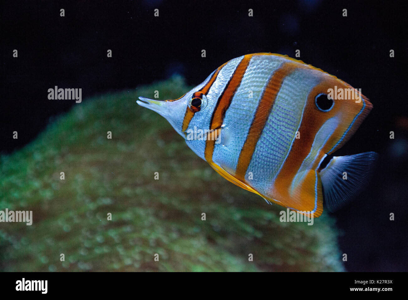 Copper-banded butterflyfish, Chelmon rostratus, picks at the corals on ...