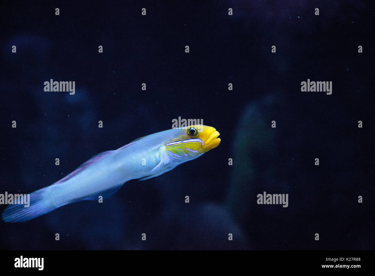 Strigata hi-res stock photography and images - Alamy