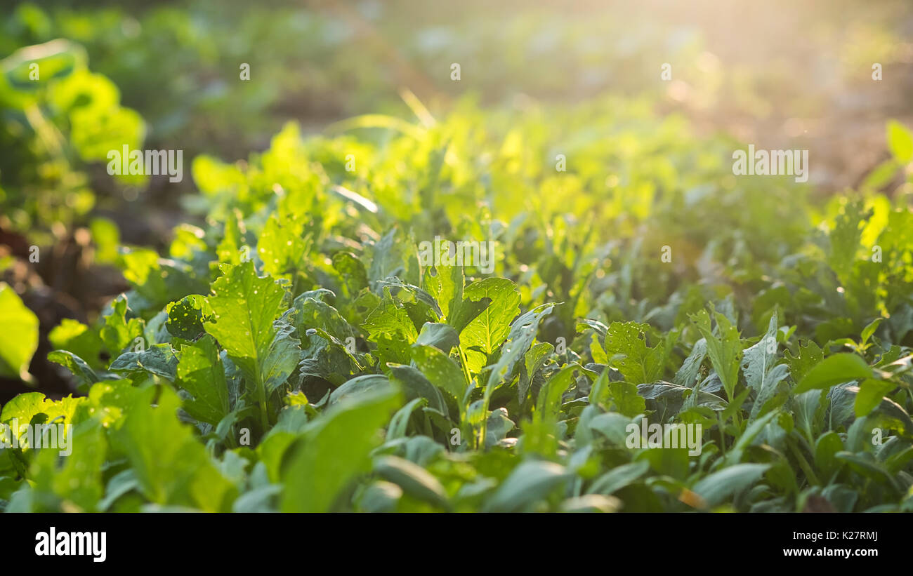 vegetable agriculture field for present product of agriculture Stock ...