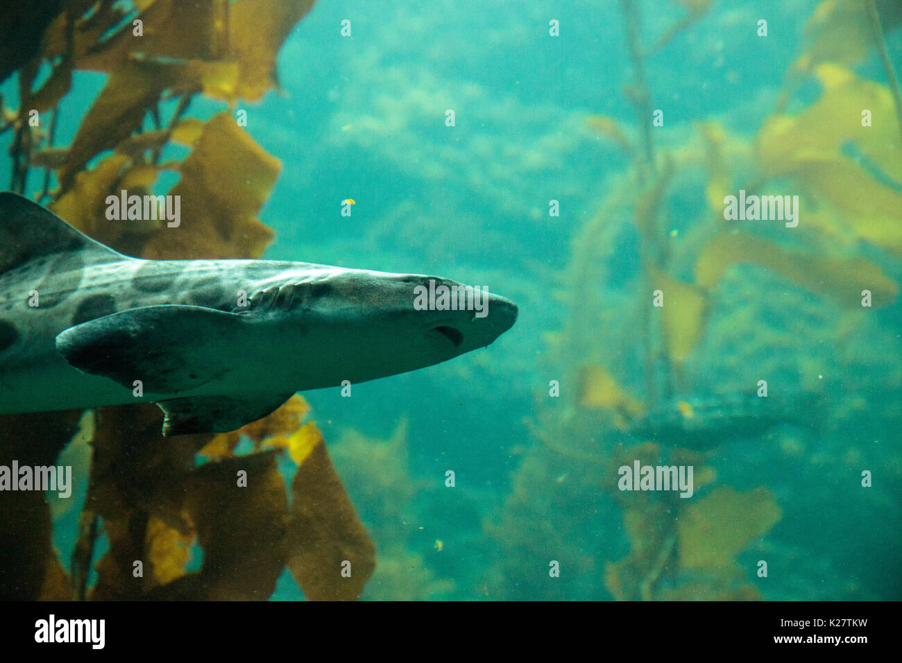 Leopard shark triakis semifasciata hi-res stock photography and images ...