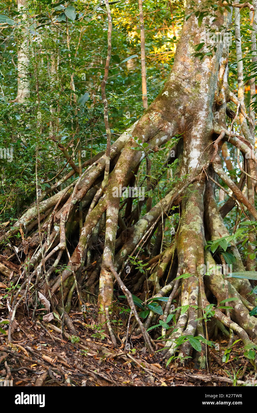 Beautiful nature buttressed by roots of rainforest in Masoala ...