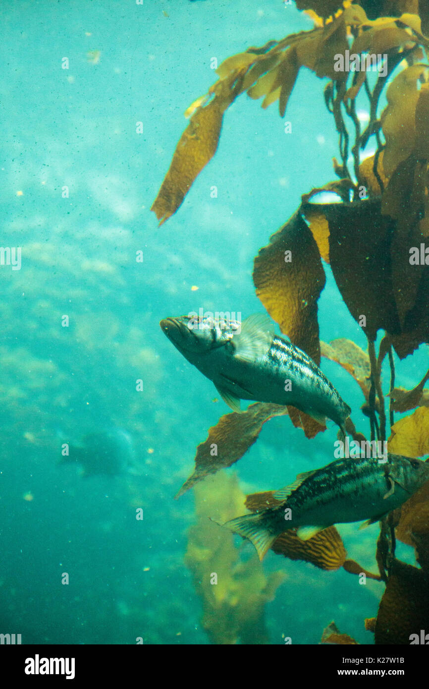 Mojarra fish hi-res stock photography and images - Alamy