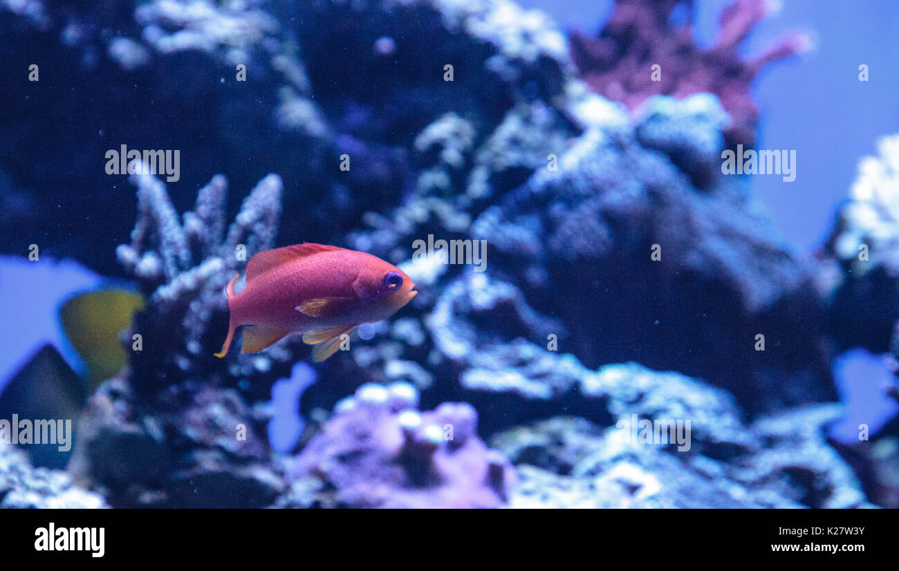 Lyretail Anthias fish known as Pseudanthias squamipinnis in the middle ...