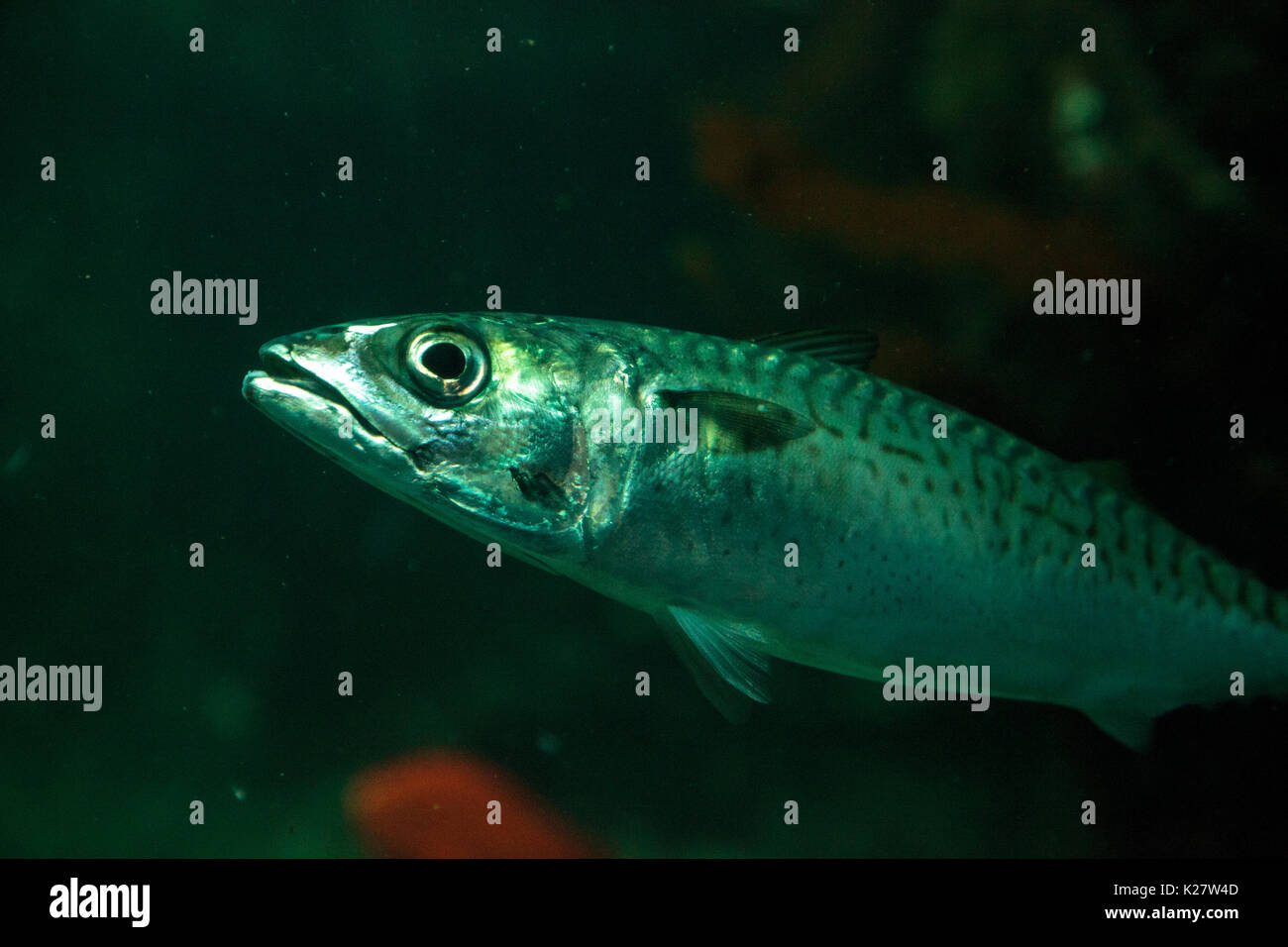Pacific sardine fish sardinops hi-res stock photography and images - Alamy
