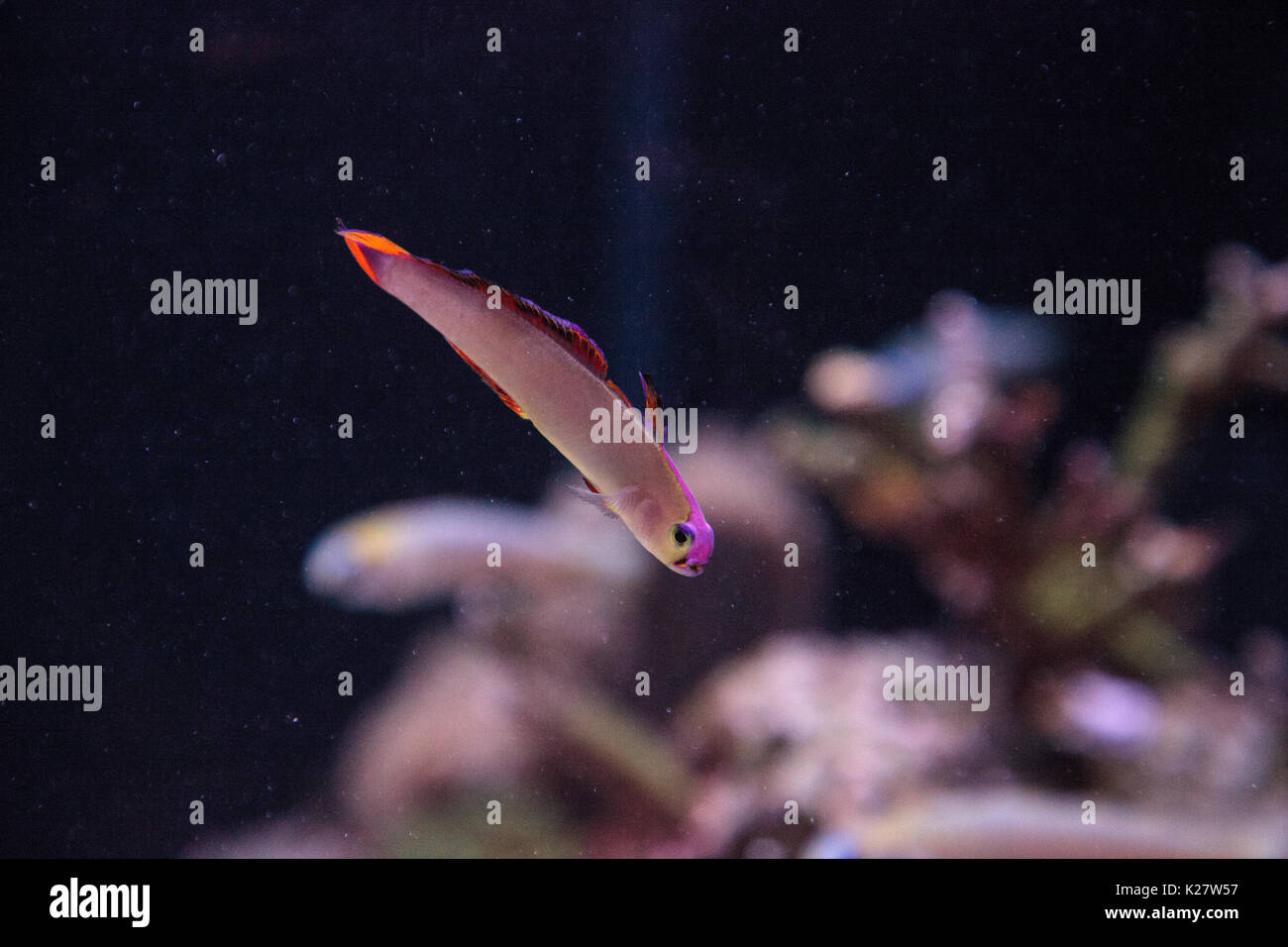 Purple cap firefish, Nemateleotris decora, darts through the saltwater ...