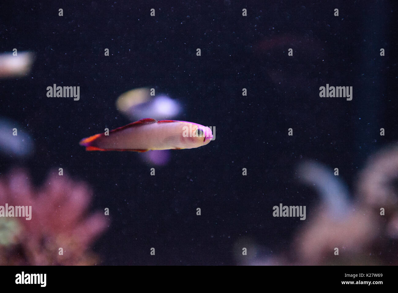 Purple cap firefish, Nemateleotris decora, darts through the saltwater ...