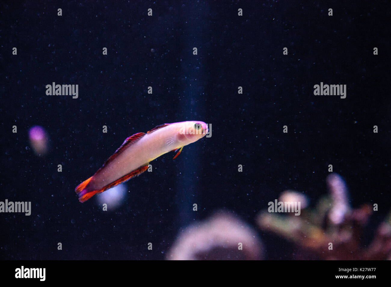 Purple Firefish High Resolution Stock Photography and Images - Alamy