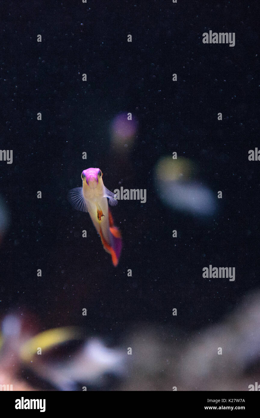 Purple cap firefish, Nemateleotris decora, darts through the saltwater ...