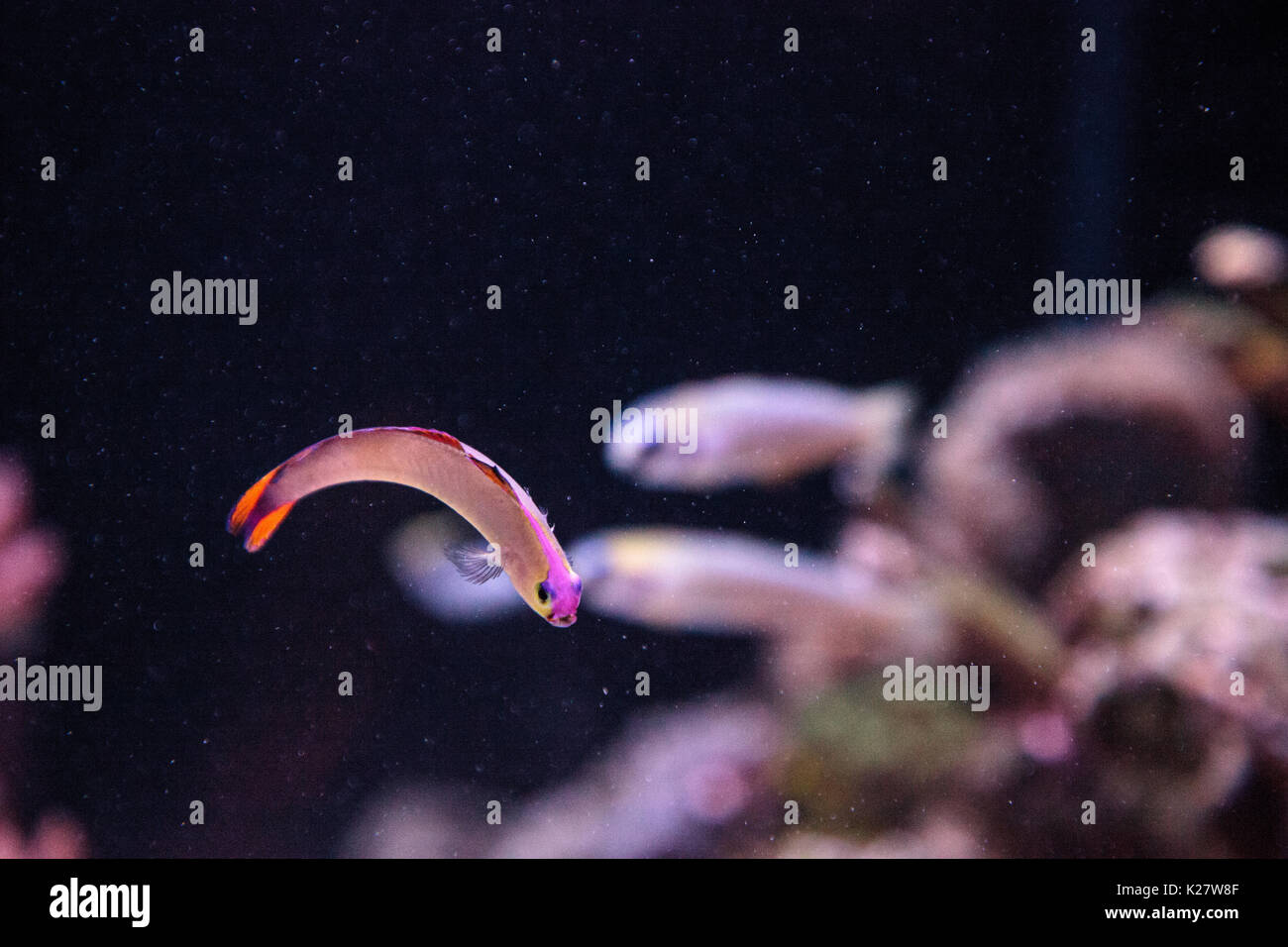 Purple cap firefish, Nemateleotris decora, darts through the saltwater ...