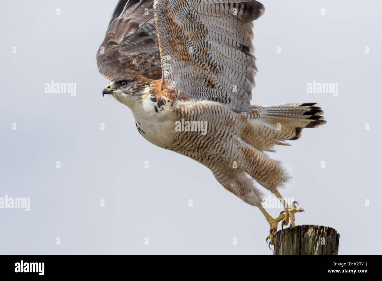 Immature Savanna hawk (Buteogallus meridionalis) Alti Plano Peru Stock ...