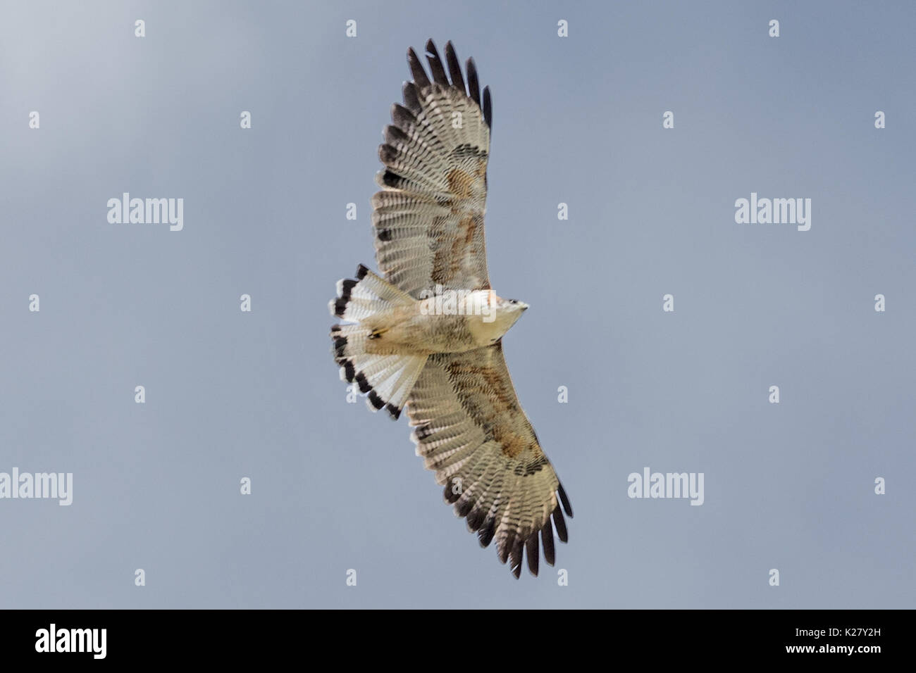 Immature Savanna hawk (Buteogallus meridionalis) Alti Plano Peru Stock ...