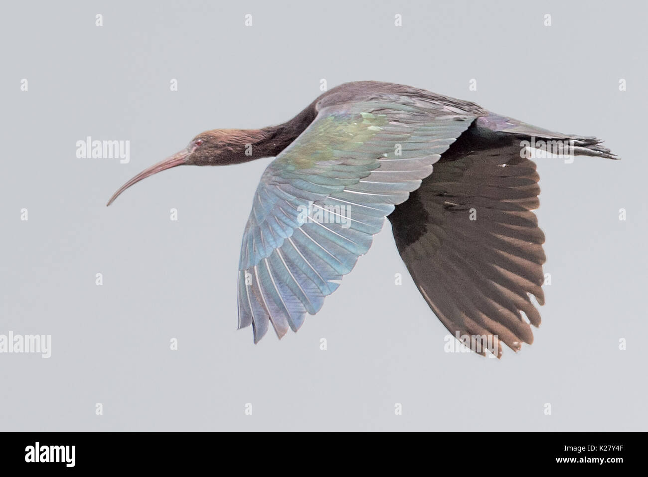 Puna ibis (Plegadis ridgwayi) Alti Plano Peru Stock Photo - Alamy