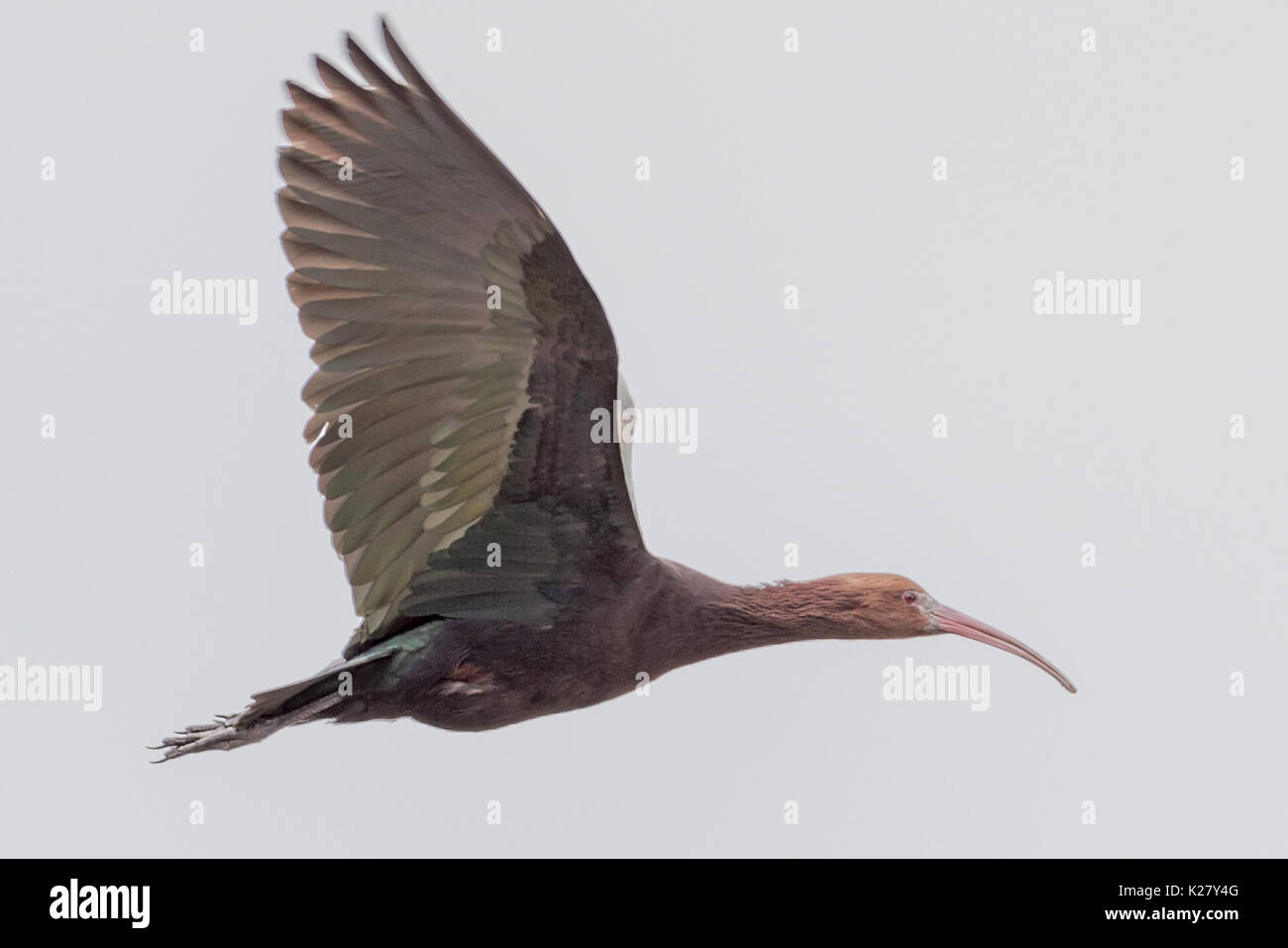 Puna ibis (Plegadis ridgwayi) Alti Plano Peru Stock Photo - Alamy