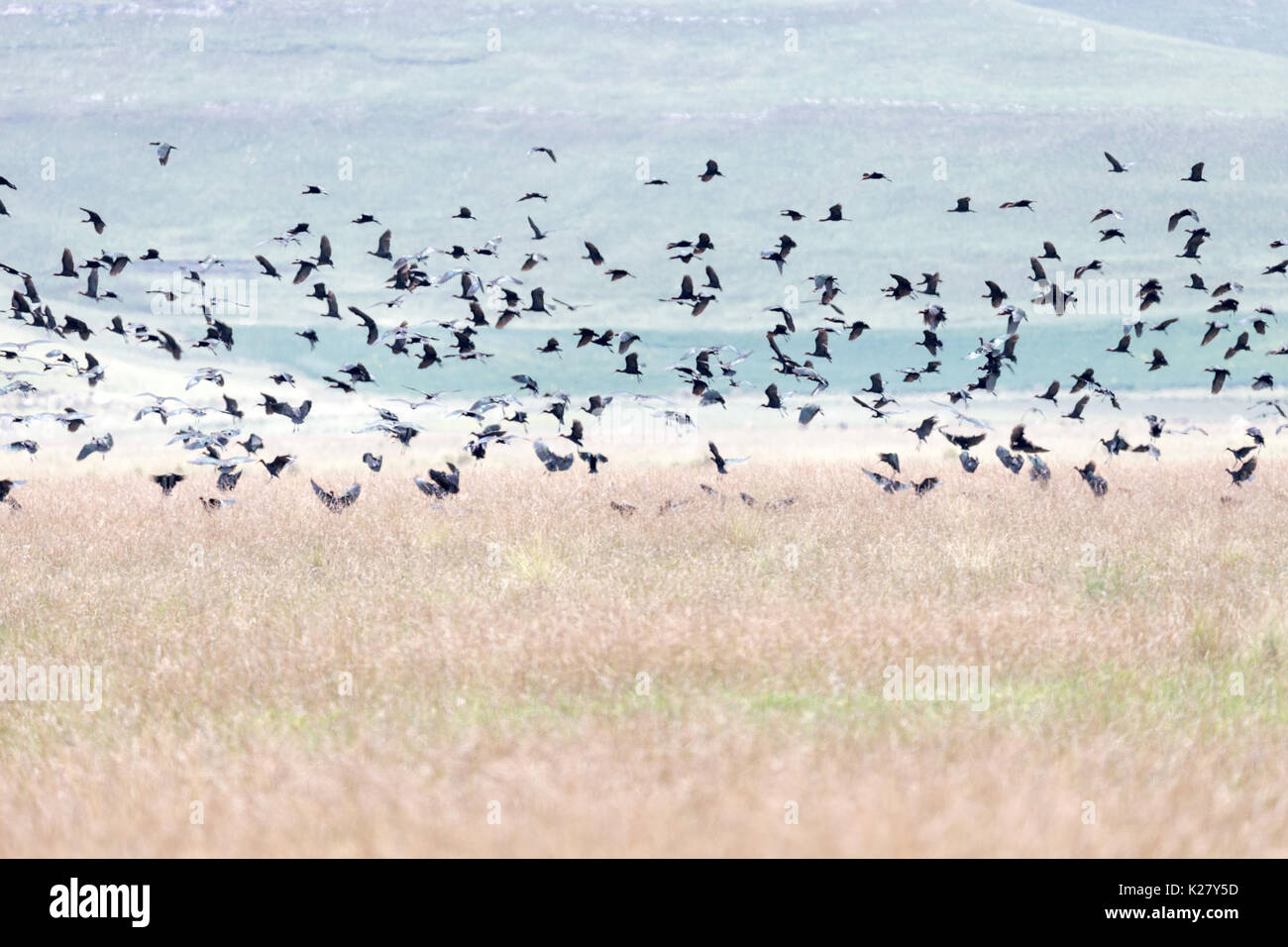 Puna ibis (Plegadis ridgwayi) Alti Plano Peru Stock Photo - Alamy