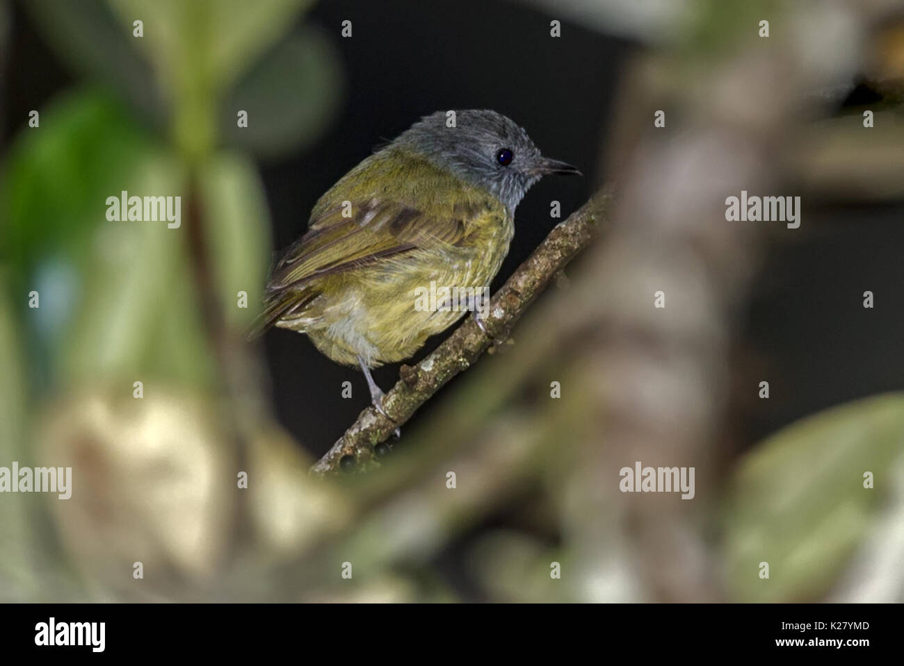 Female capped conebill (Conirostrum albifrons) Machu Picchu Peru Stock ...