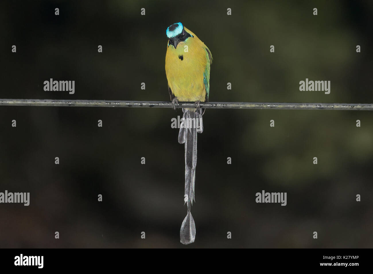 Andean motmot or highland motmot (Momotus aequatorialis) Machu Picchu ...