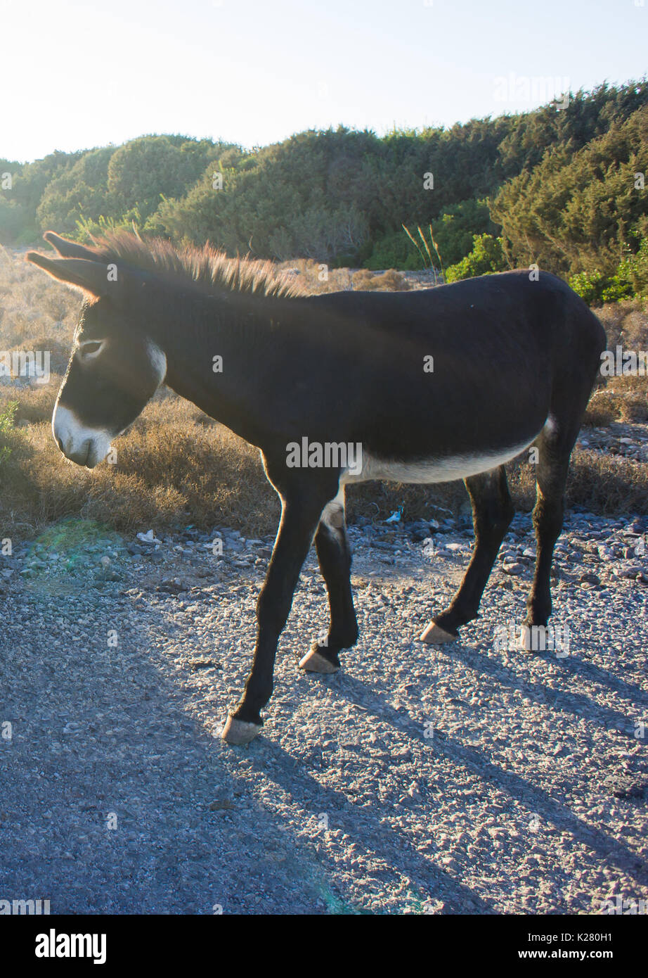 funny wild donkey Stock Photo - Alamy
