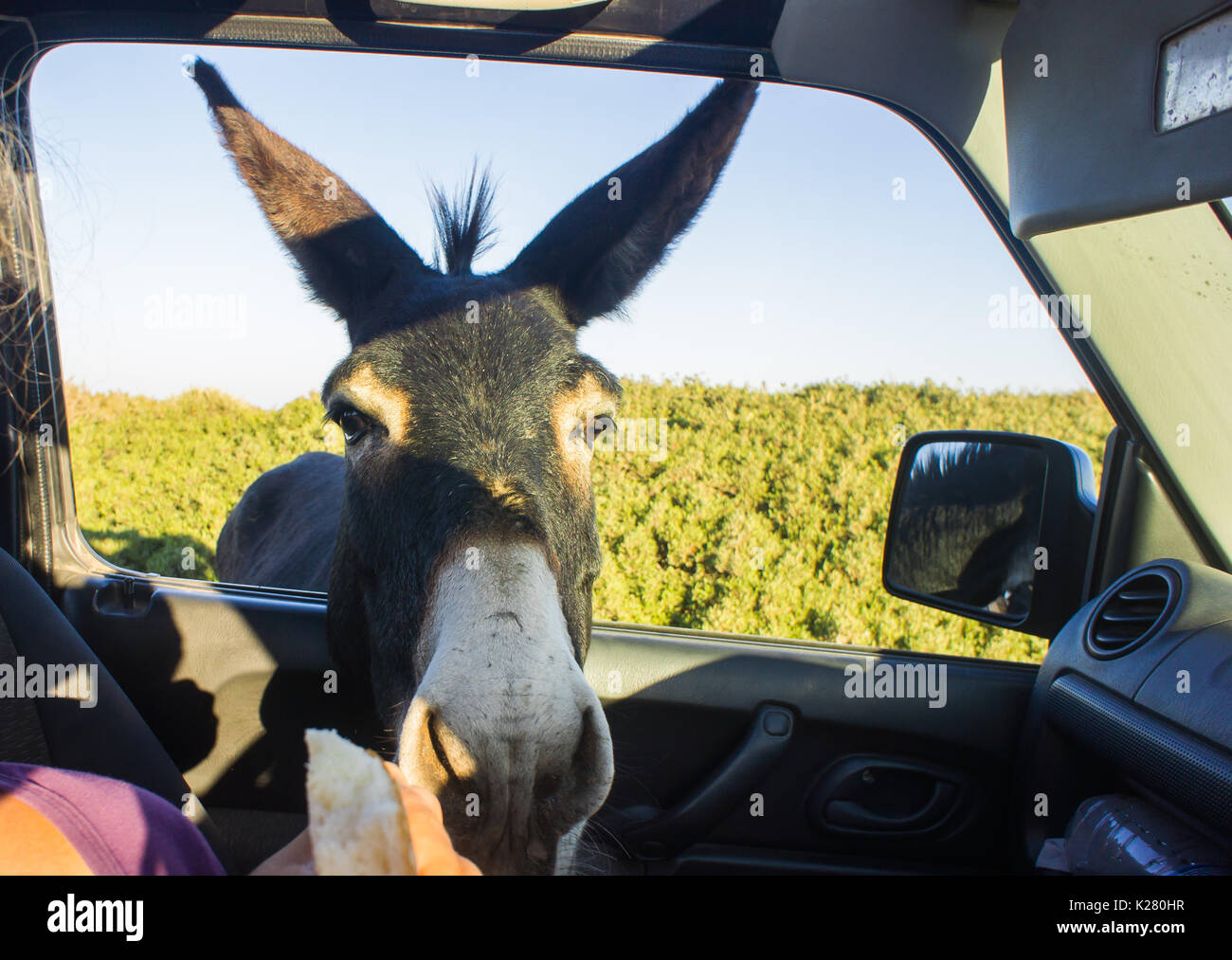 funny donkey looking at the camera Stock Photo - Alamy
