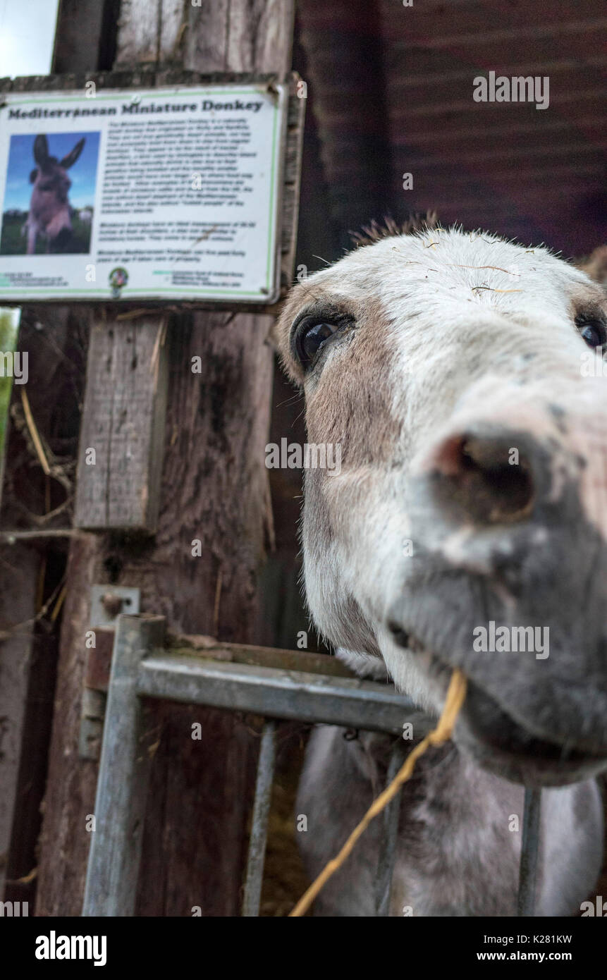 Close up of a nosey Miniature Mediterranean donkey at Lancaster Park ...