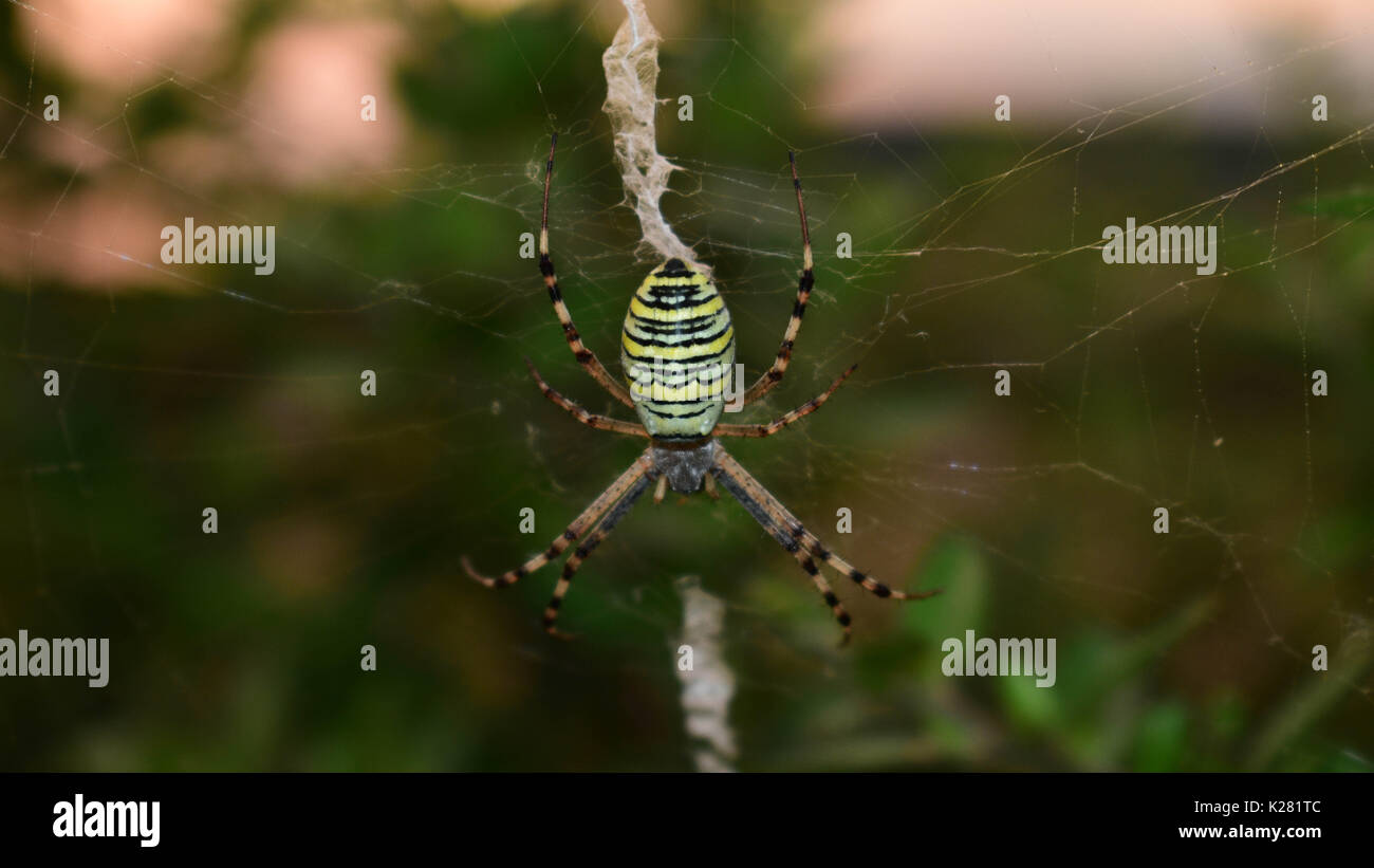 Yellow spider with black stripes hi-res stock photography and images ...