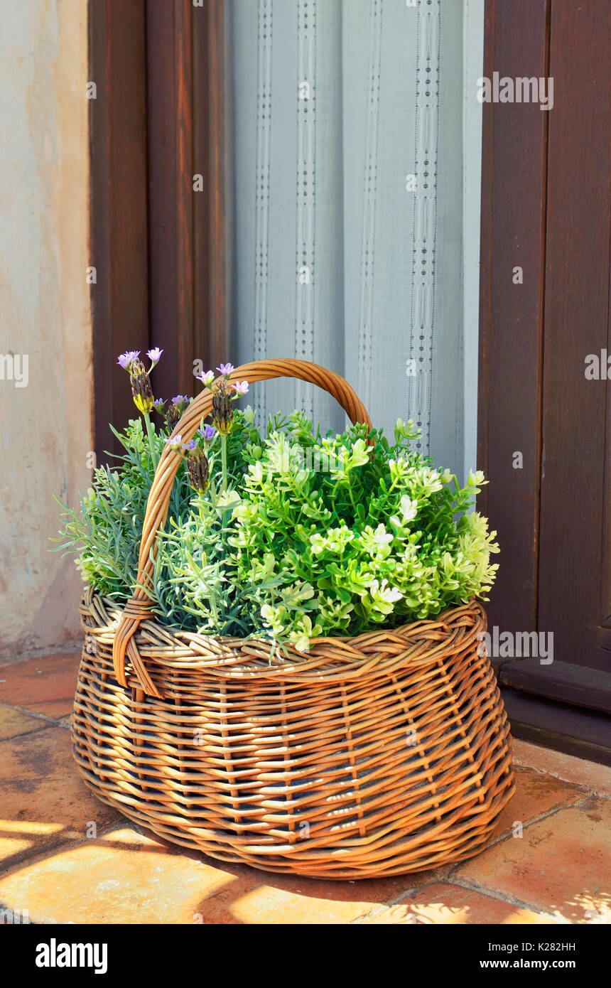 Wicker basket with beautiful plants of purple flowers, over the window ...