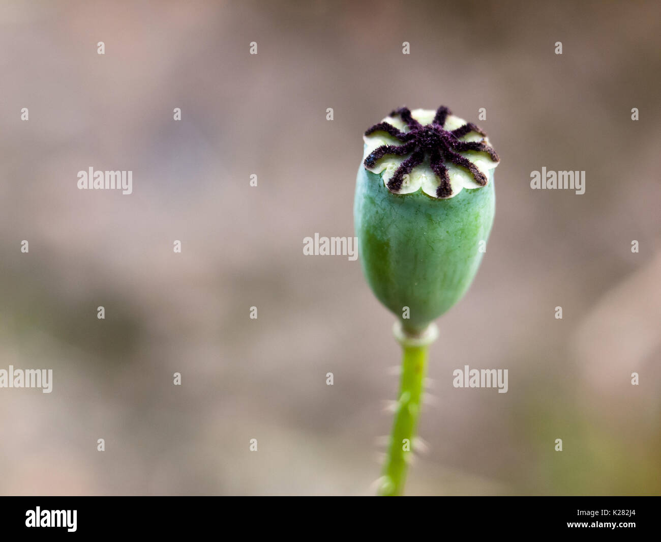 single unopened poppy flower head stamen brown background; England; UK ...
