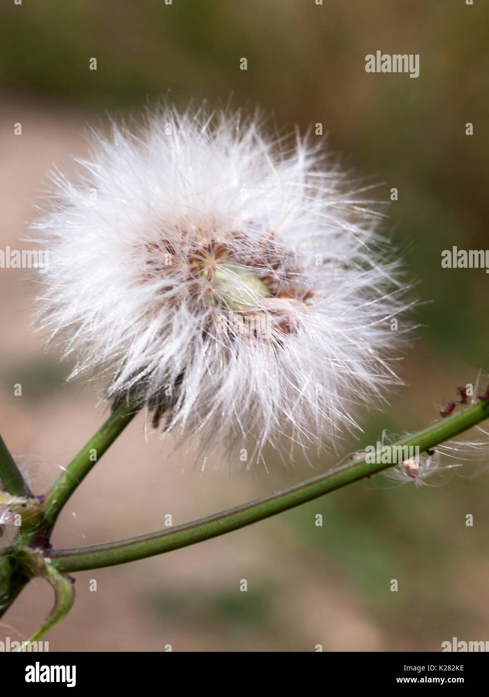 single white dandelion fluff flower head intact whole; England; UK ...