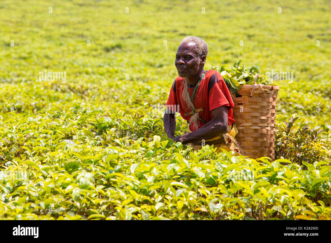Central Africa, Malawi, Blantyre district. Tea farms Stock Photo - Alamy