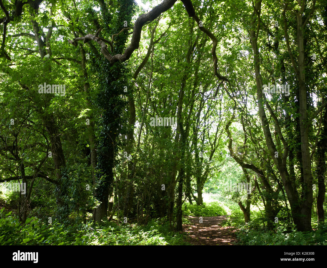 tree canopy leaves bark texture above in forest with light; England; UK ...