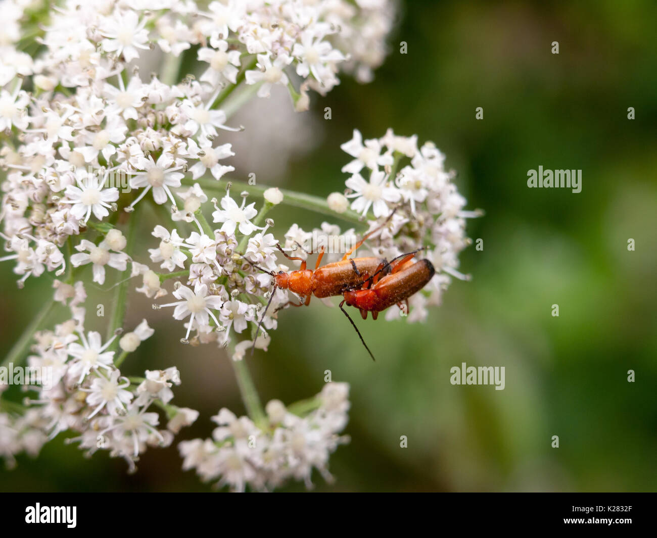 two red soldier beetles on white cow parsley flowers close up; England ...