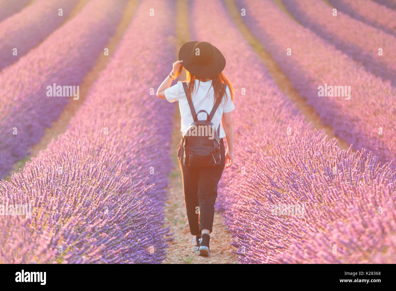 Europe, France,Provence Alpes Cote d'Azur,Plateau de Valensole. Girl in ...