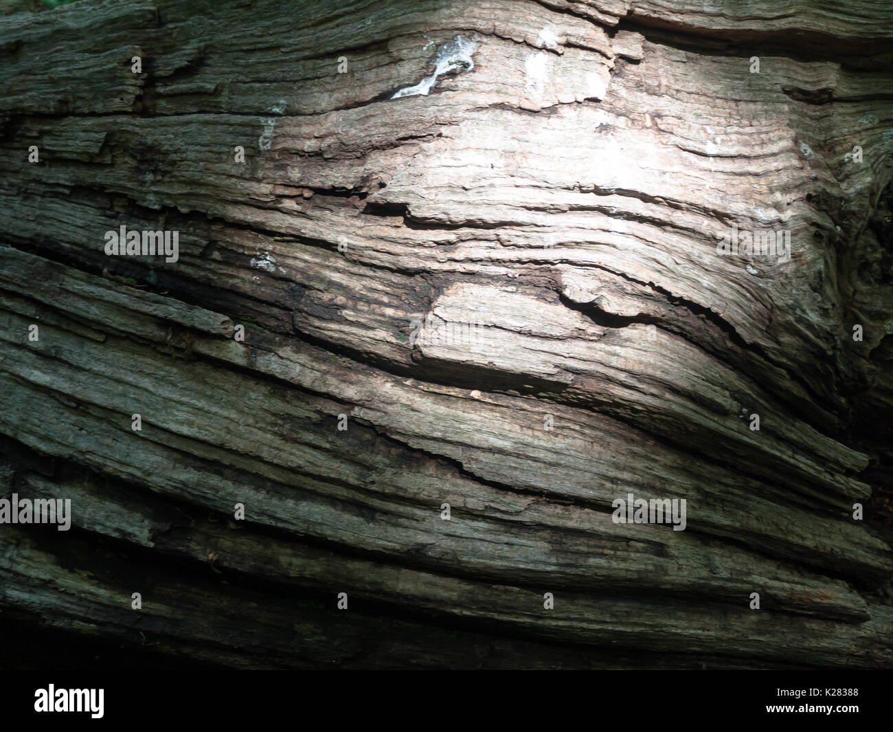 wooden tree bark pattern texture detail seen from the side with light ...