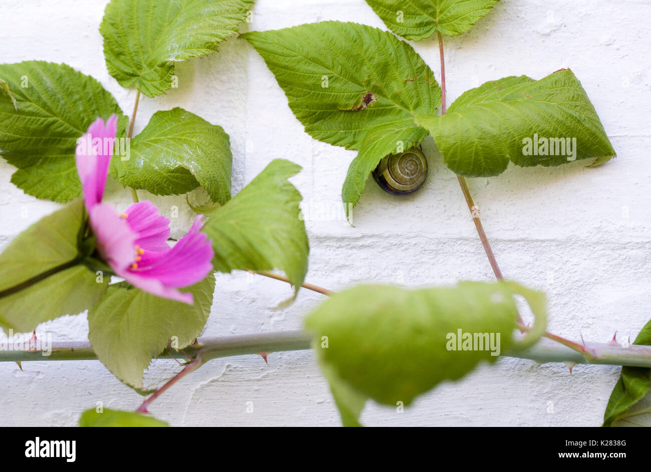 Mollusc pests hi-res stock photography and images - Alamy