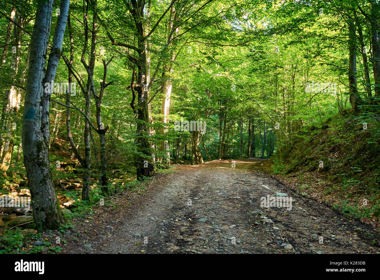 Muddy road through woods hi-res stock photography and images - Alamy