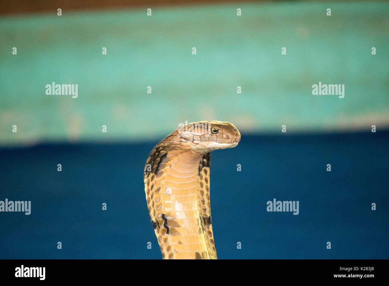 Cobra attack snake hi-res stock photography and images - Alamy