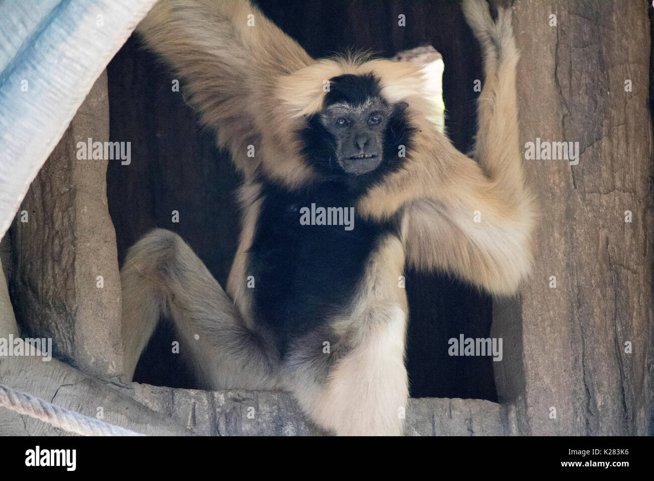 Monkey standing inside a tree in the zoo in Thailand Stock Photo - Alamy
