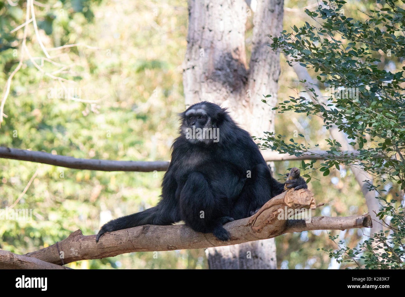 Monkey standing hi-res stock photography and images - Alamy