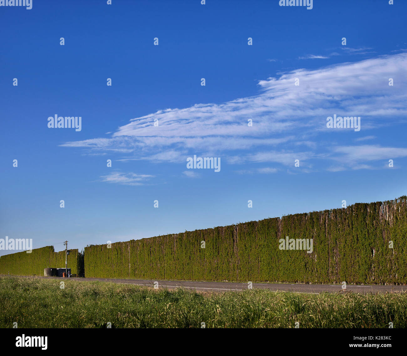Shelter belt hi-res stock photography and images - Alamy