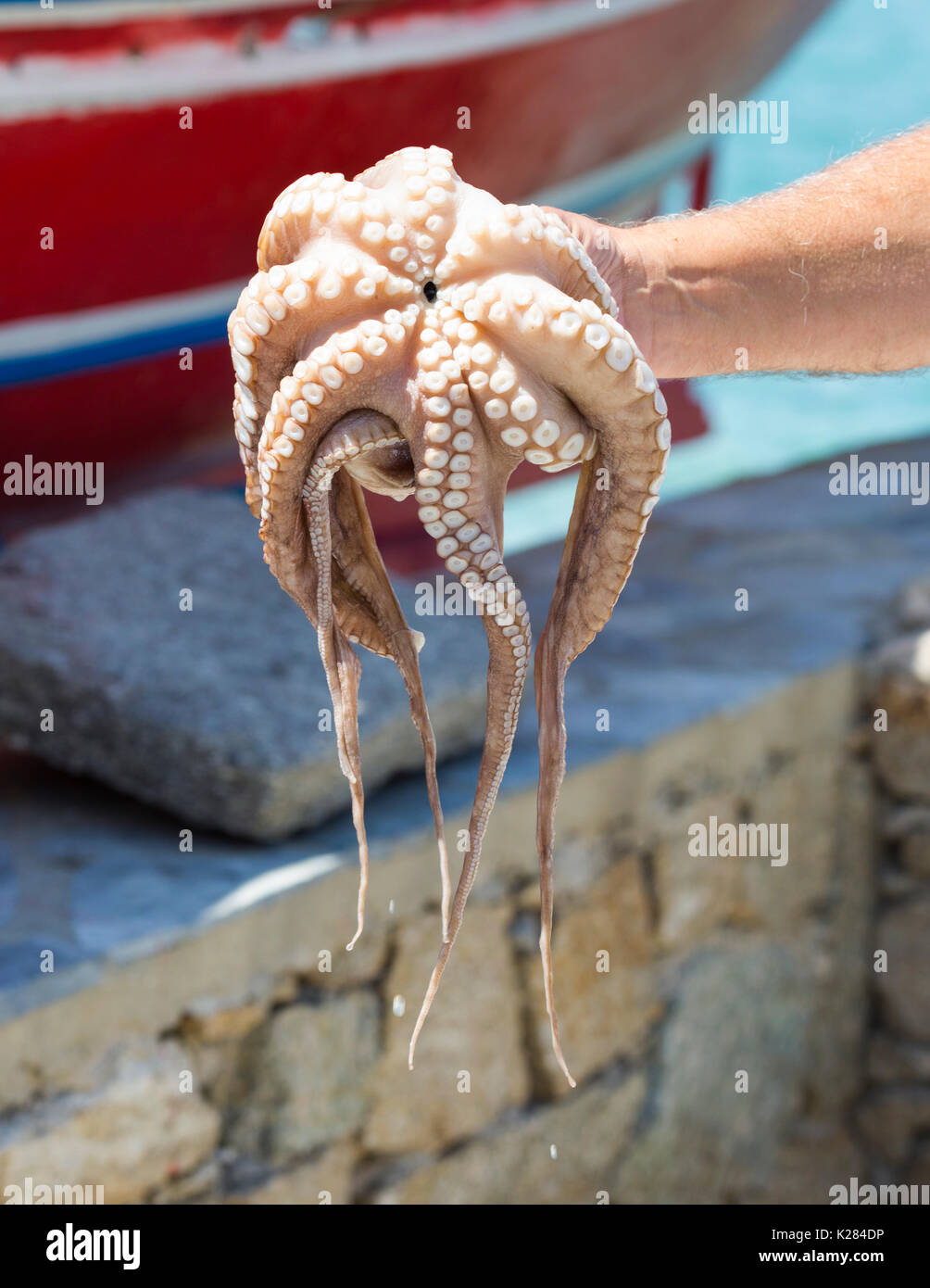 Dead octopus hi-res stock photography and images - Alamy
