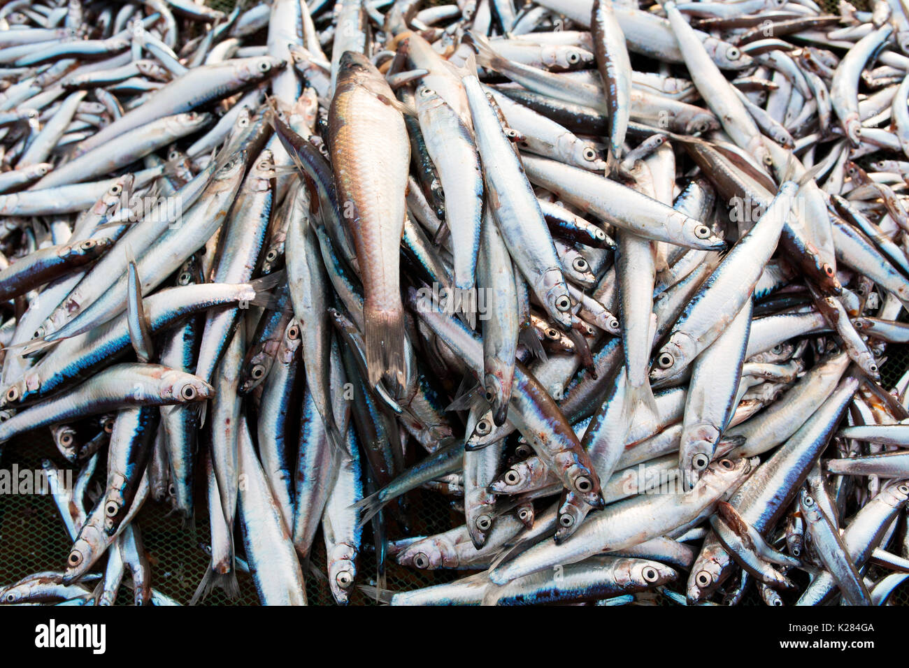 Africa,Malawi,Salima district. Fish Market at Lake Malawi Stock Photo ...