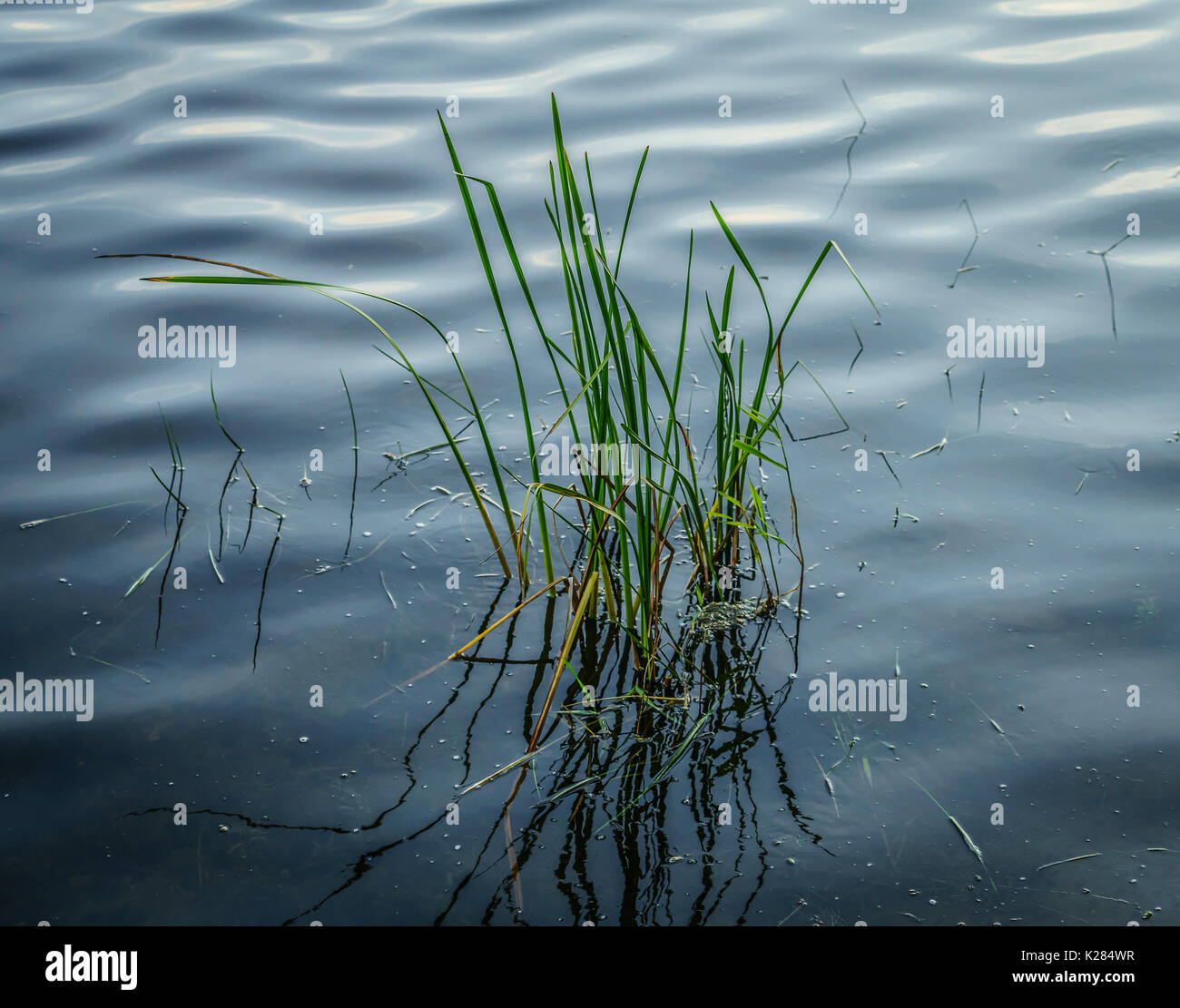grass in water Stock Photo - Alamy